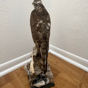 Stunning Eurasian Sparrow Hawk Mount From Asia/europe - Etsy