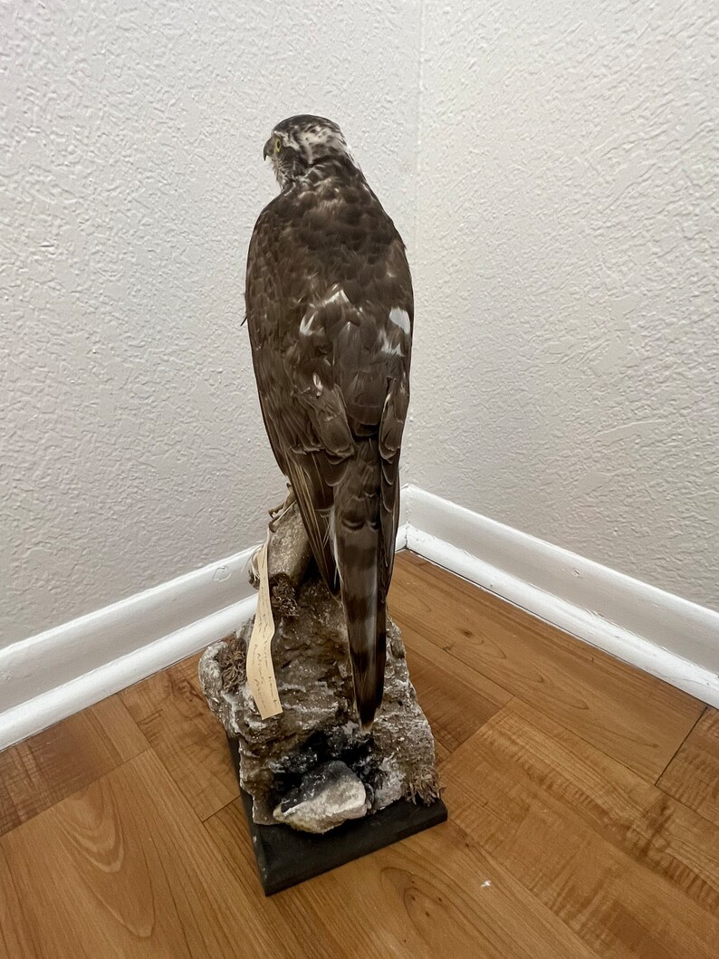 Stunning Eurasian Sparrow Hawk Mount From Asia/europe - Etsy