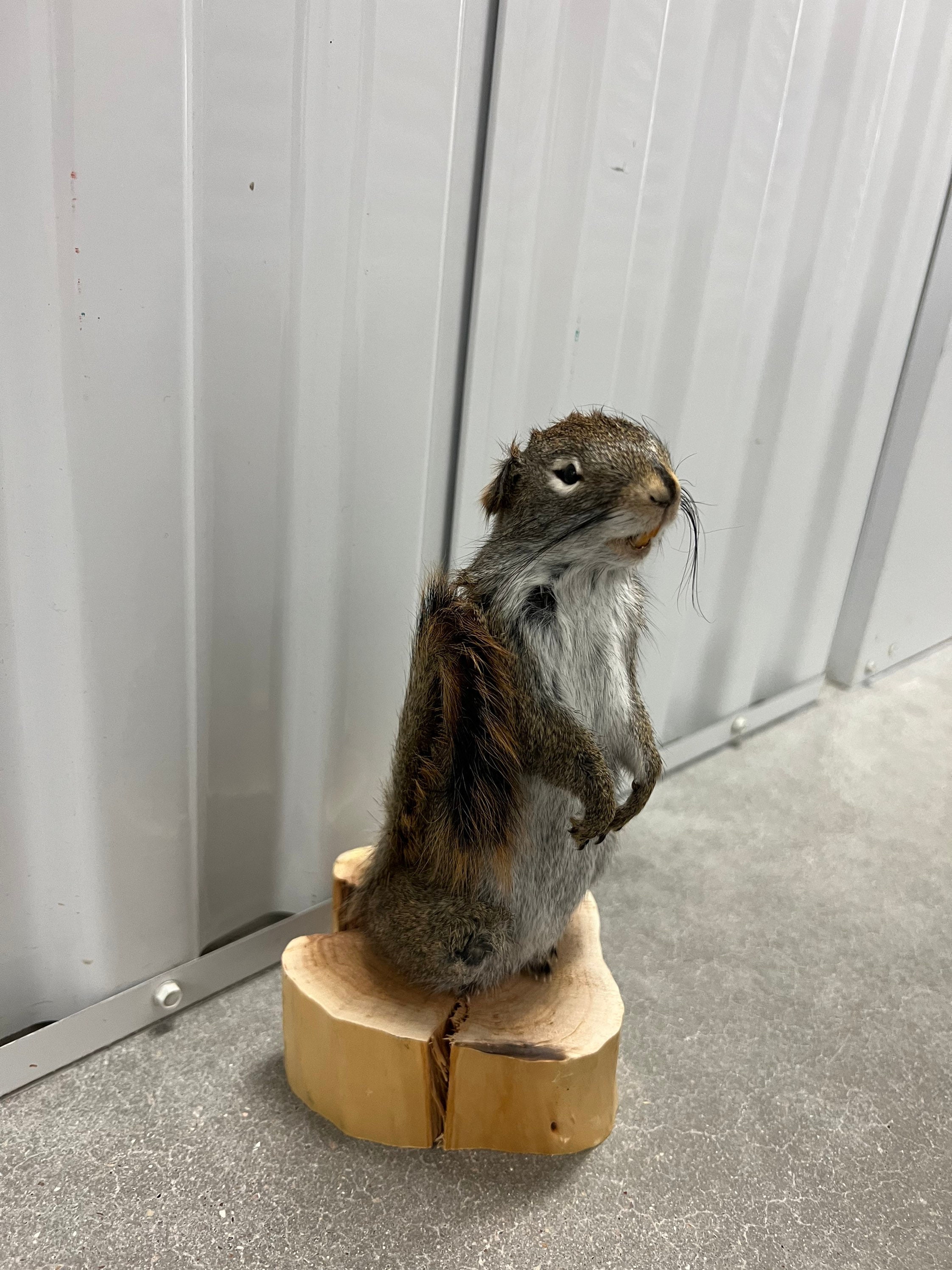 Red Squirrel Taxidermy Stand Mount - Etsy