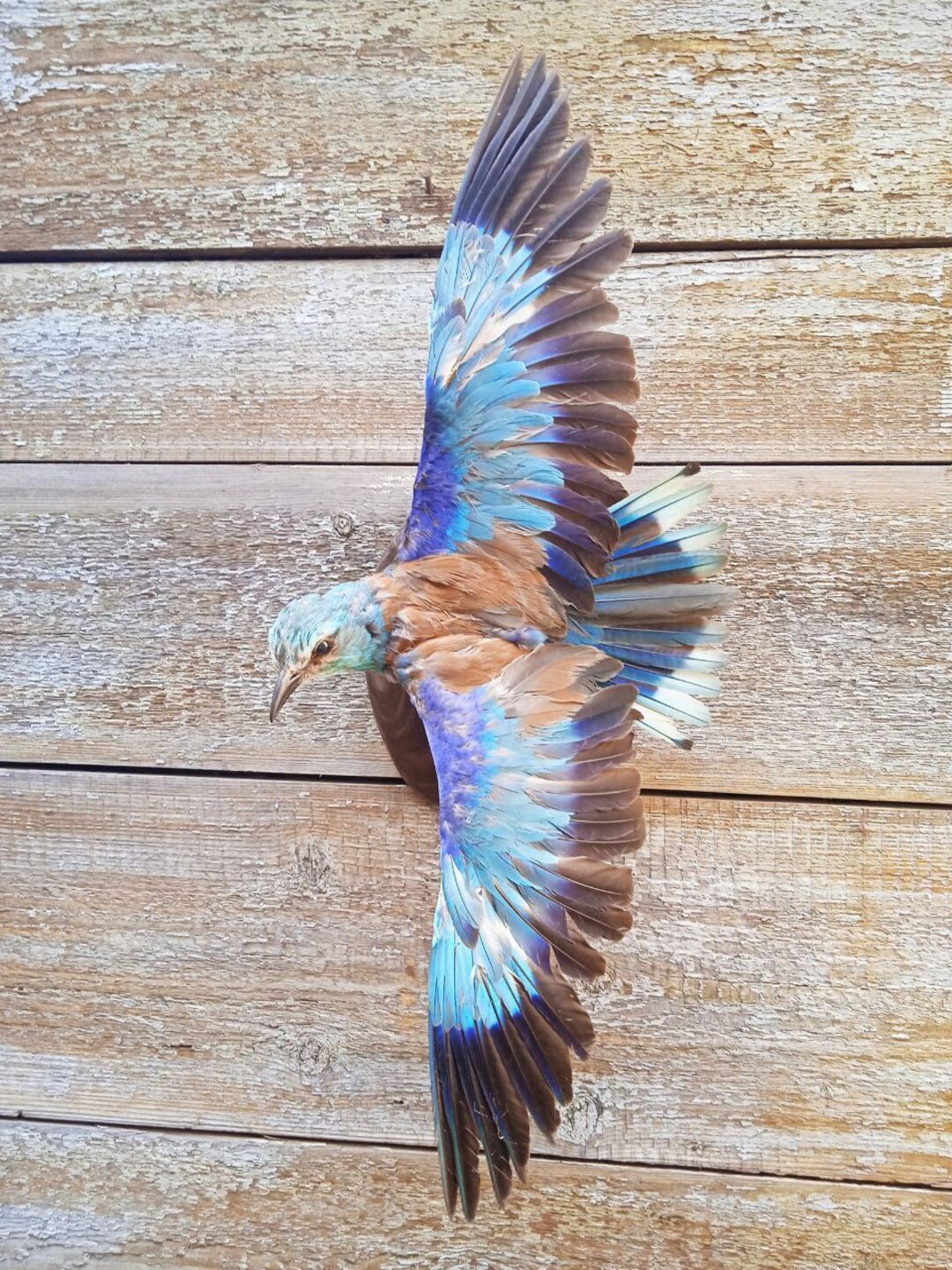 European Roller Bird Wall Mount - Etsy