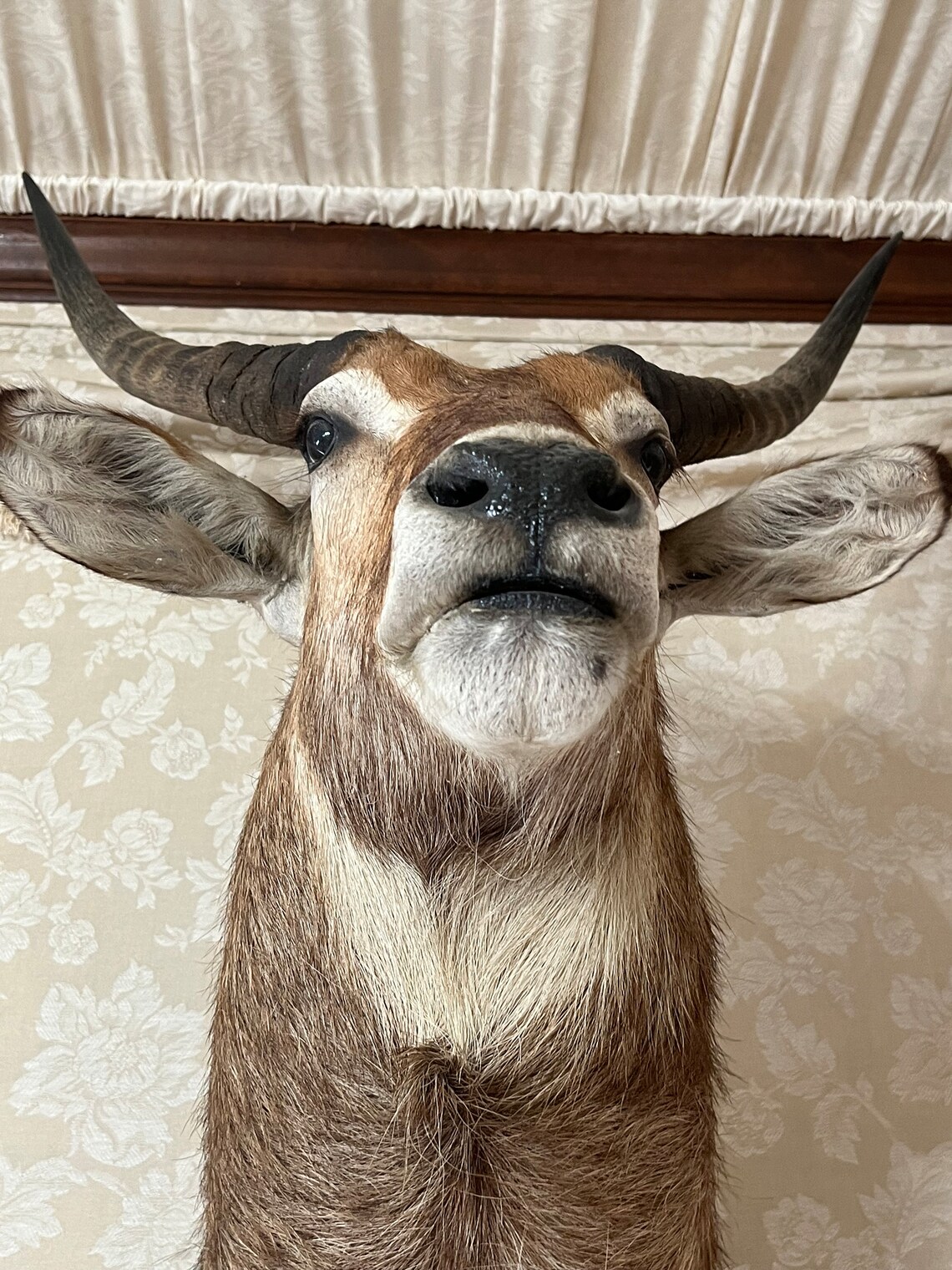 Large African Waterbuck Shoulder Mount - Etsy