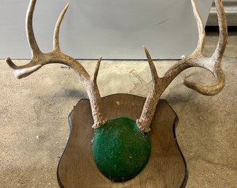 Antlers Mount - Etsy