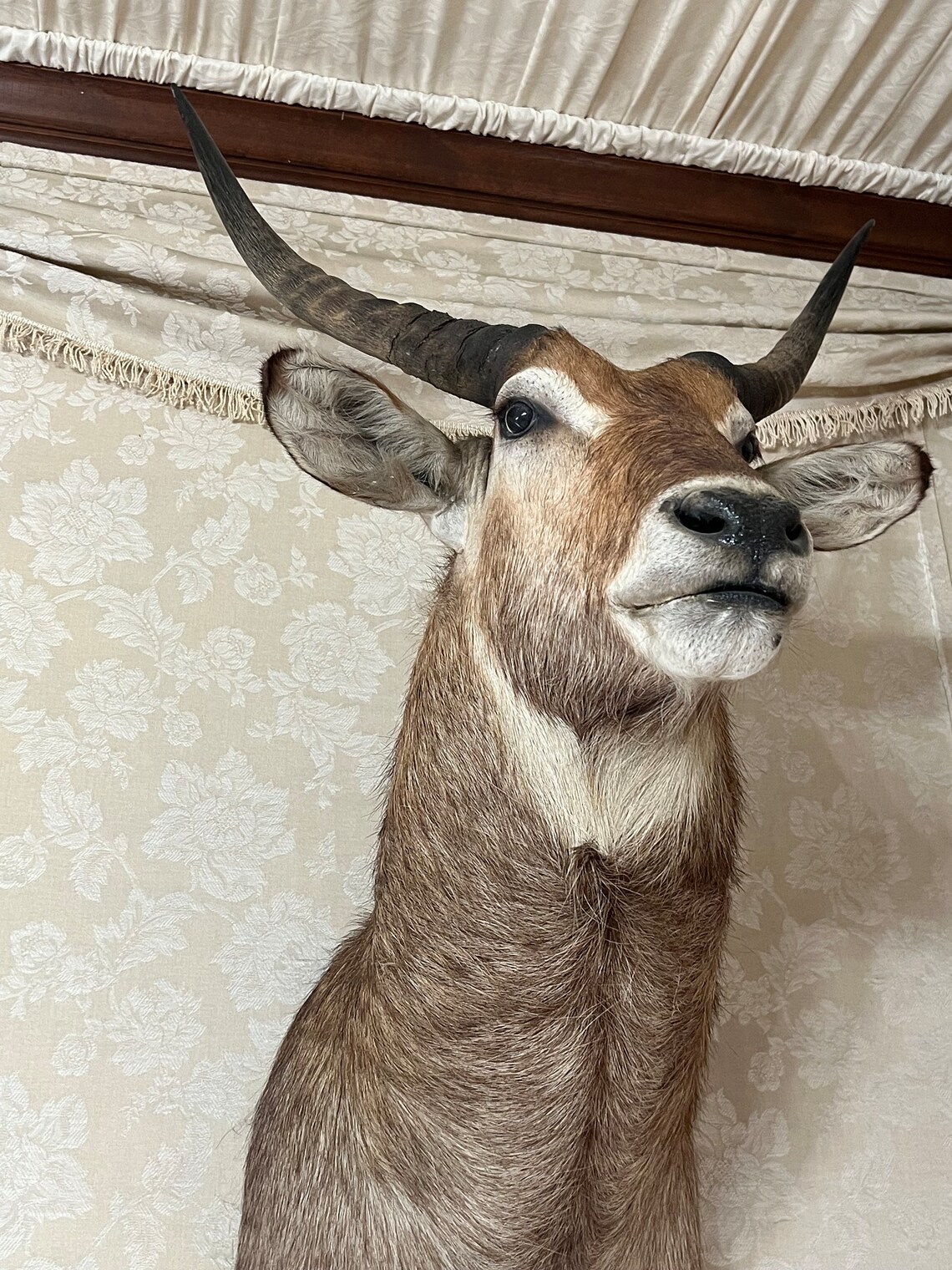 Large African Waterbuck Shoulder Mount - Etsy