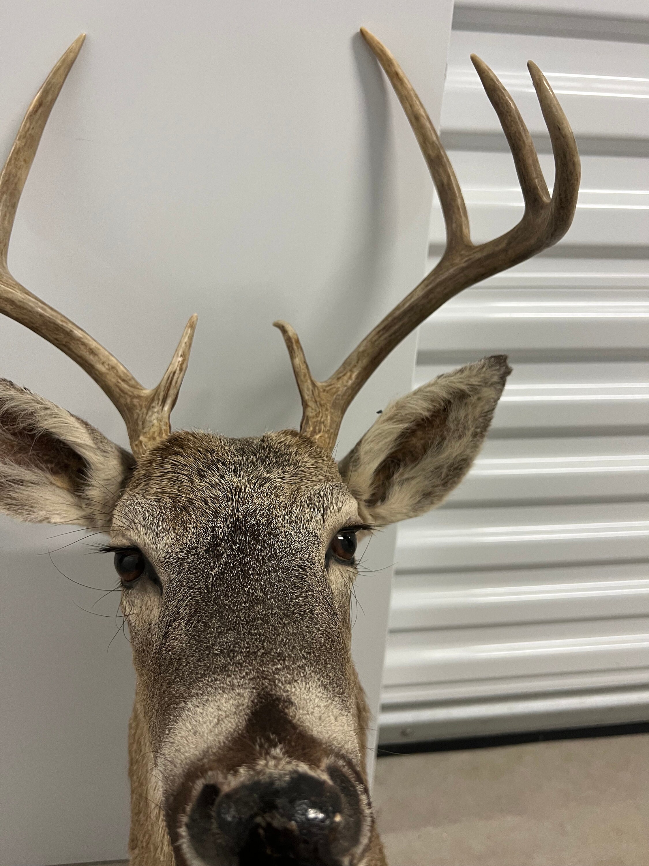 8 PT Whitetail Shoulder Mount - Etsy