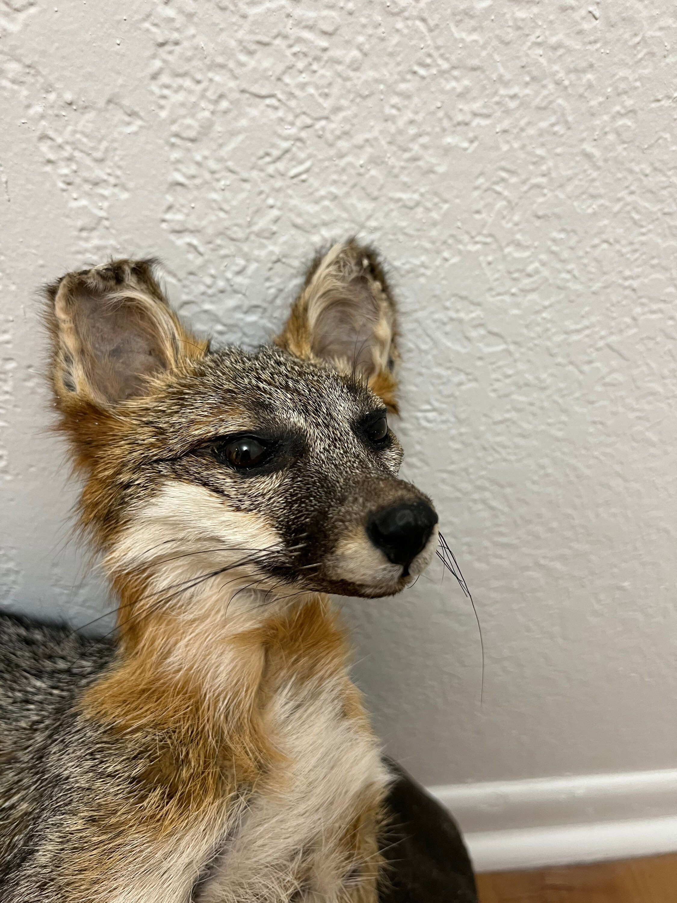 Beautiful Grey Fox Wall Mount - Etsy