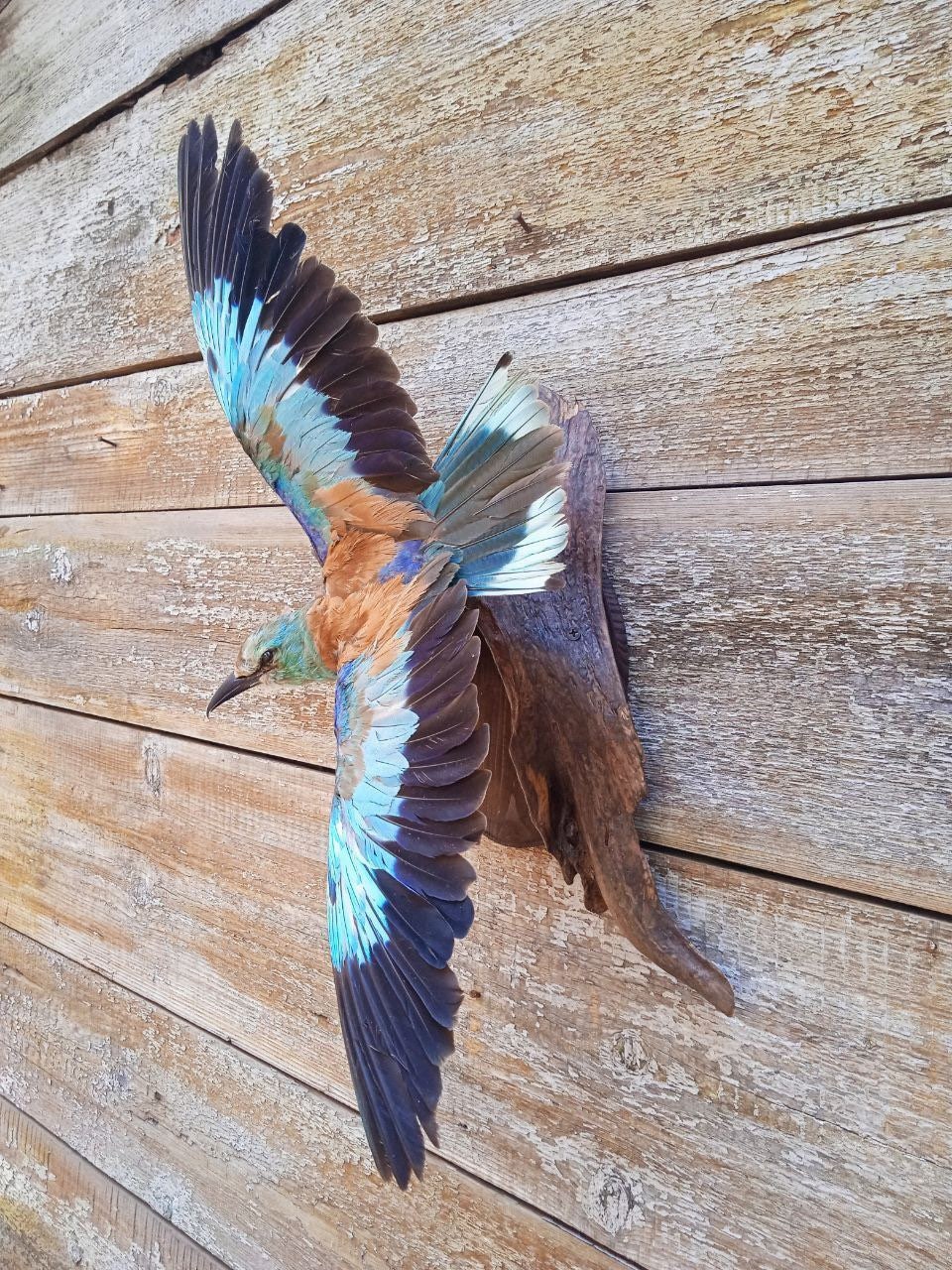 European Roller Bird Wall Mount - Etsy
