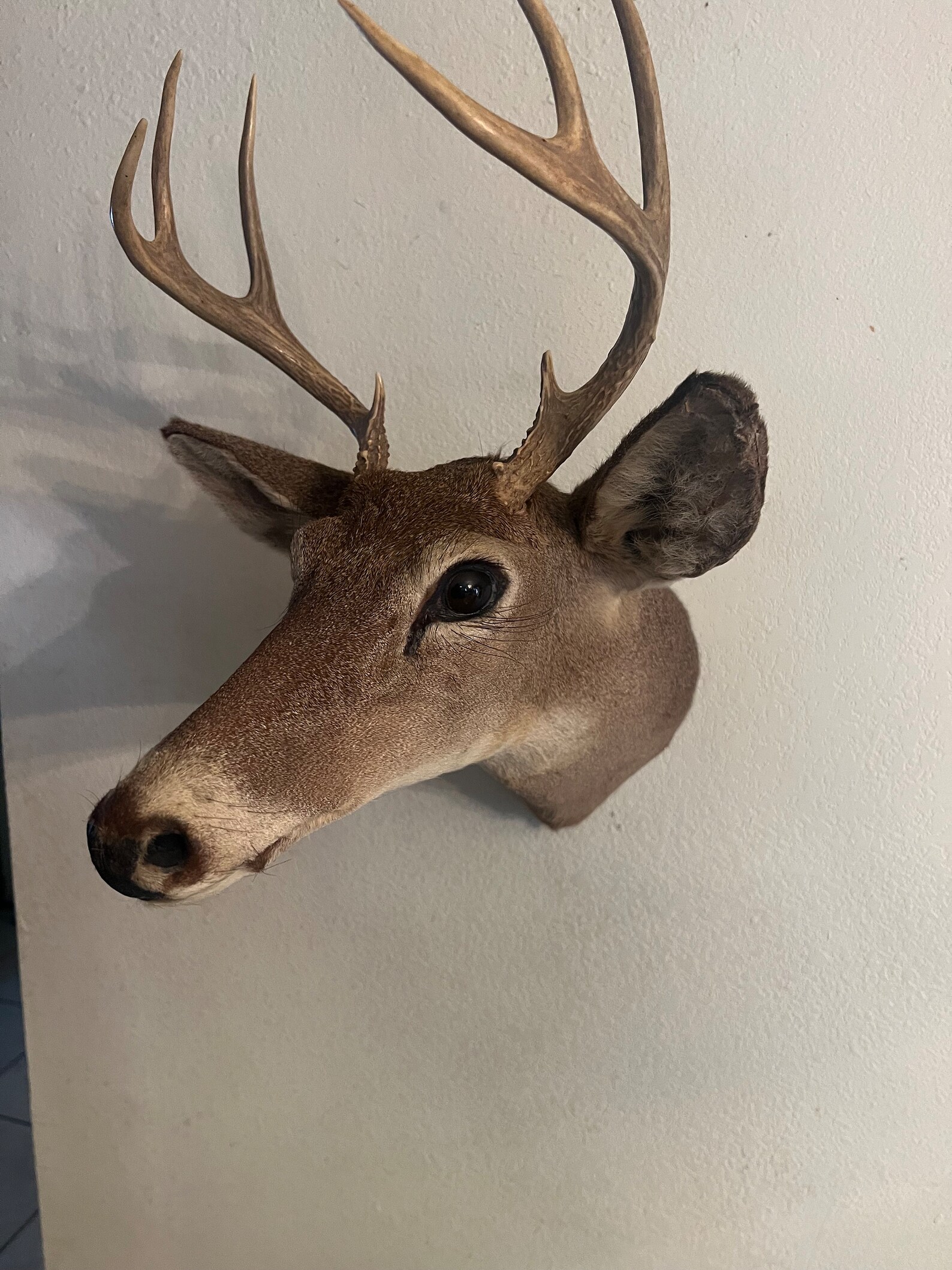 8PT Whitetail Shoulder Mount (long Nose) - Etsy