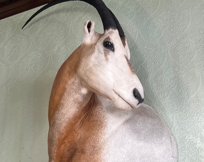Oryx Shoulder Mount - Etsy