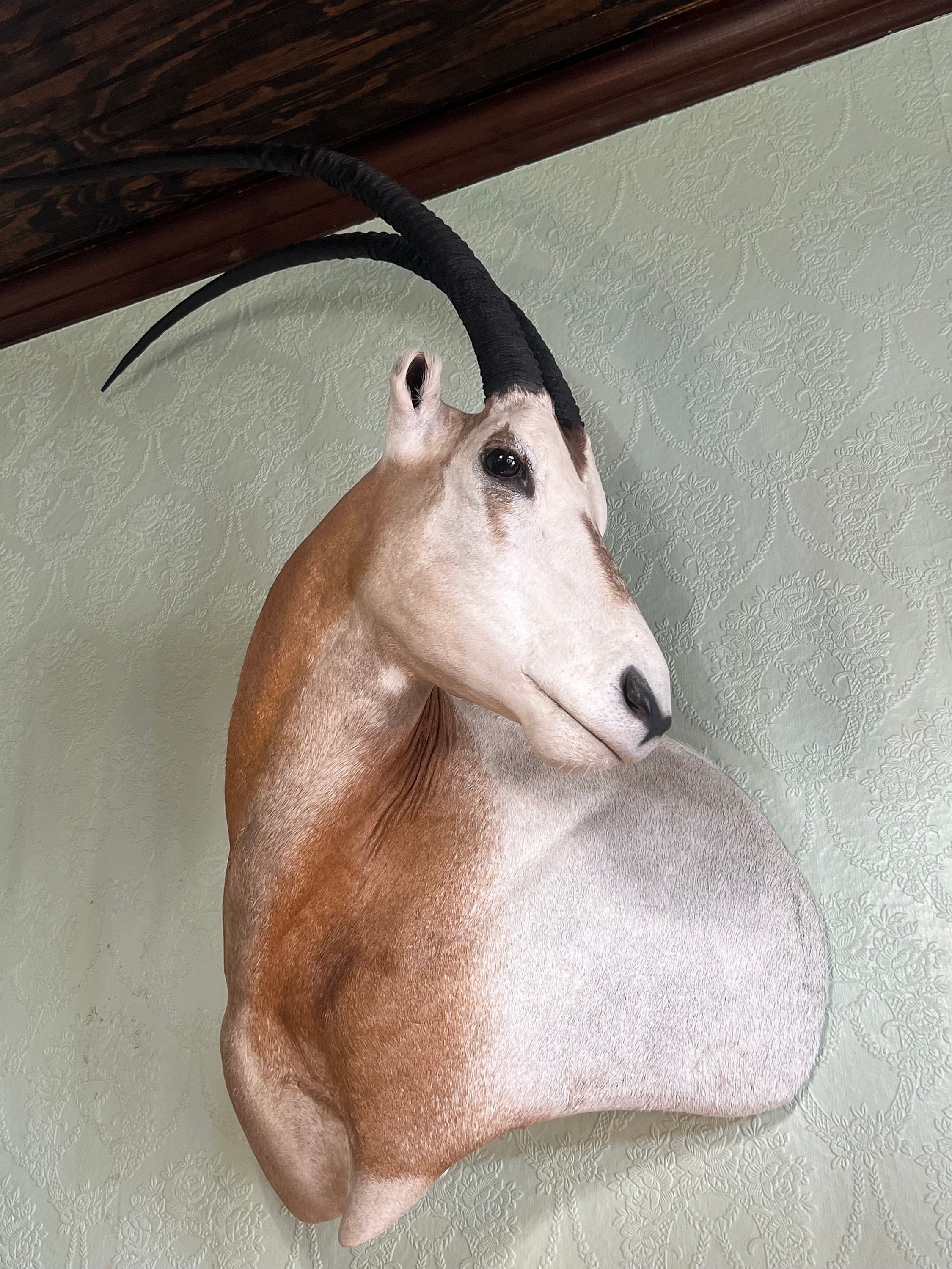 Oryx Shoulder Mount - Etsy