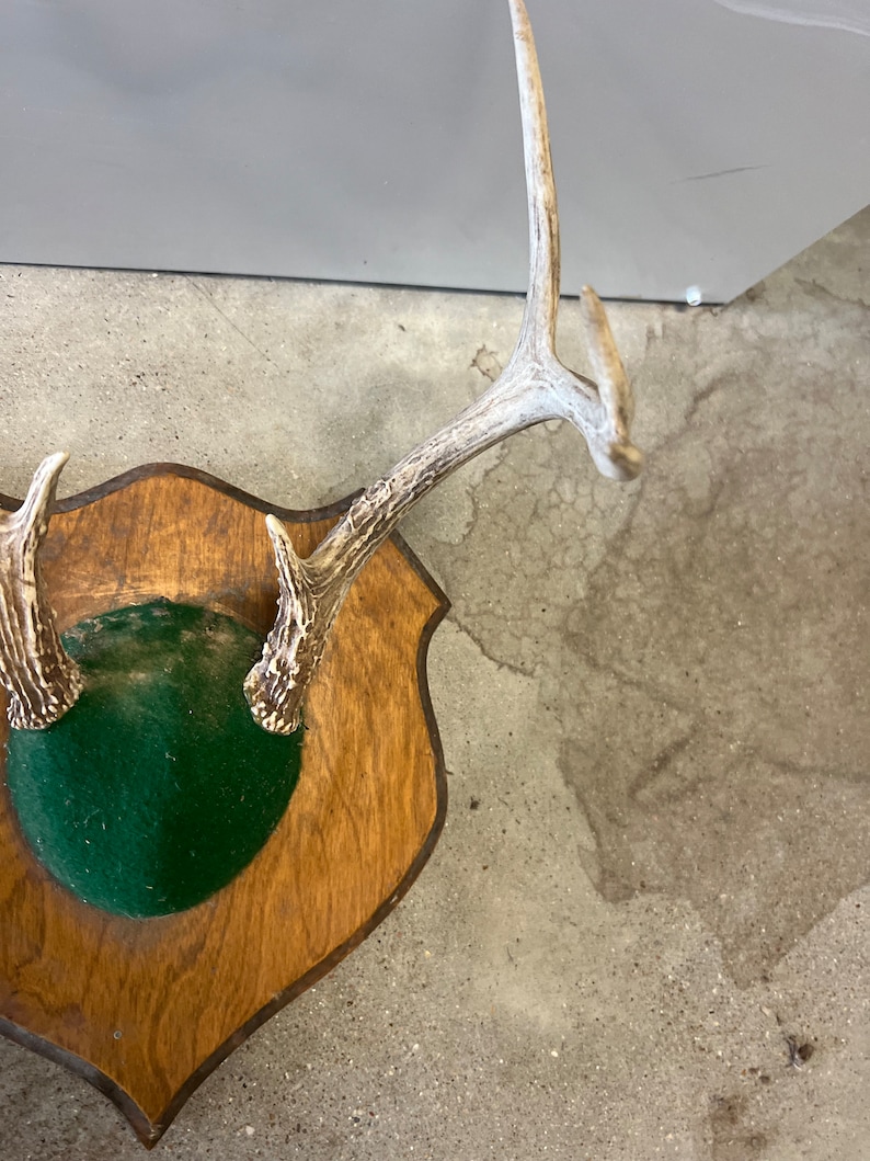 Antlers Mount - Etsy