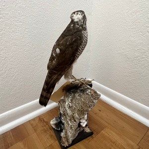 Stunning Eurasian Sparrow Hawk Mount From Asia/europe - Etsy