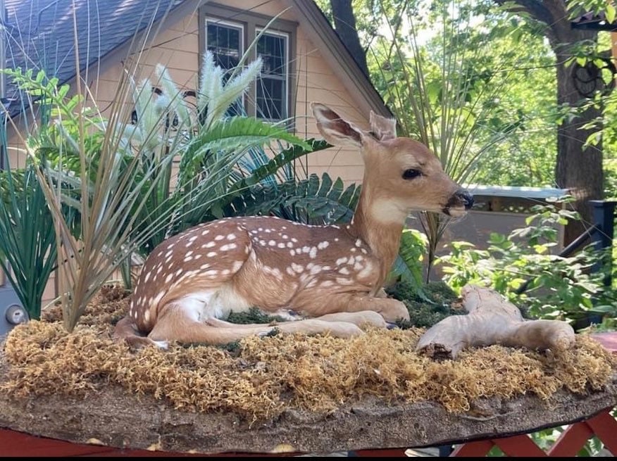 Fawn Taxidermy Full Mount With Dirt Base and Fake Plants - Etsy
