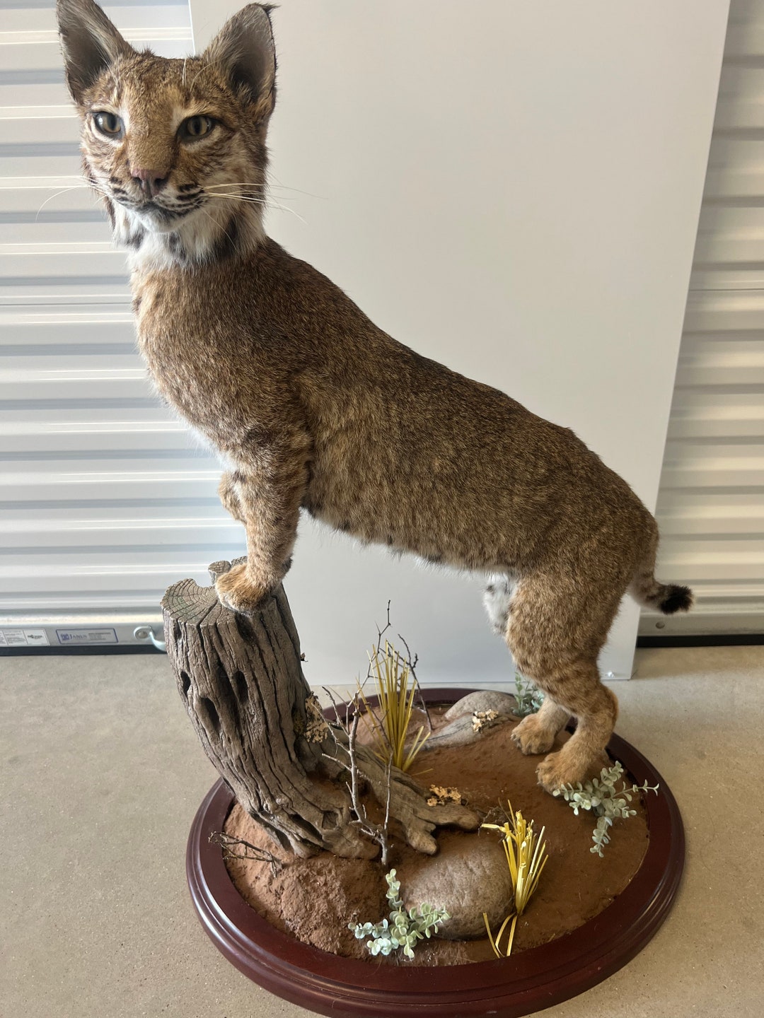 Bobcat Full Mount - Etsy