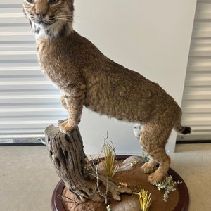 Bobcat Full Mount - Etsy
