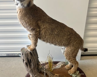 Very Nice, Bobcat Skin, Wet Tanned for a Full Life-size Mount Beautiful ...