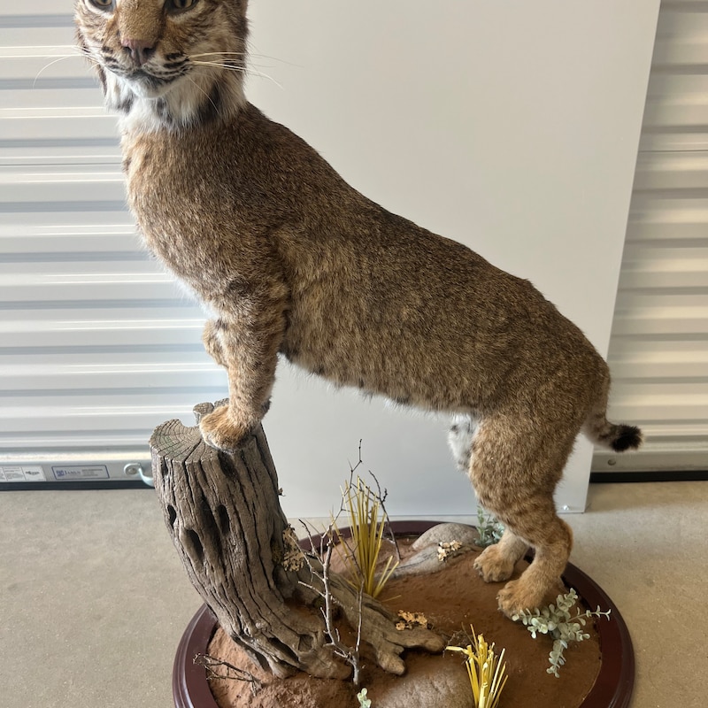 Bobcat Taxidermy Mount - Etsy