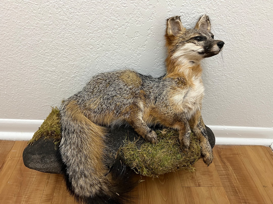 Beautiful Grey Fox Wall Mount - Etsy