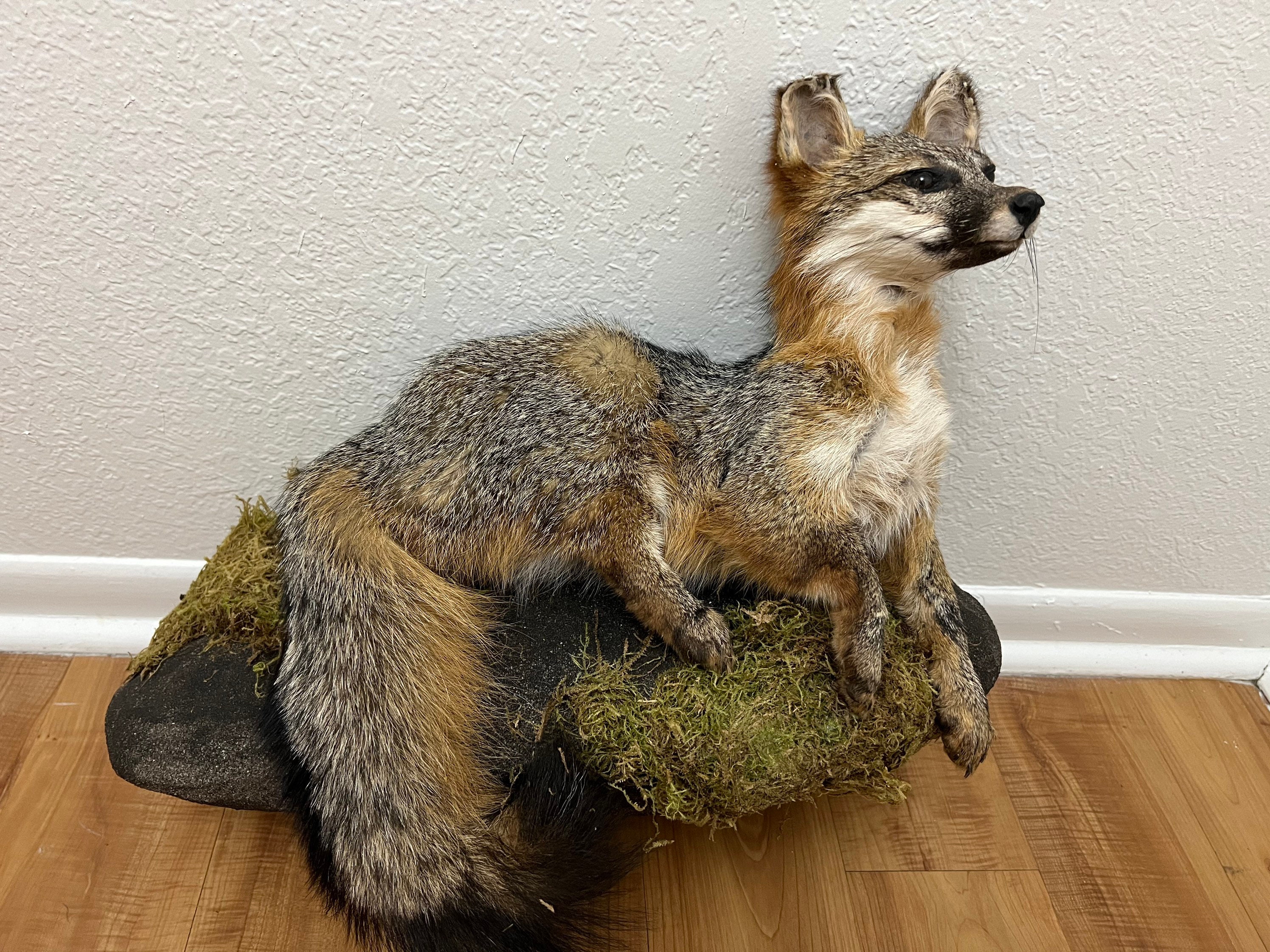 Grey Fox Wall Mount