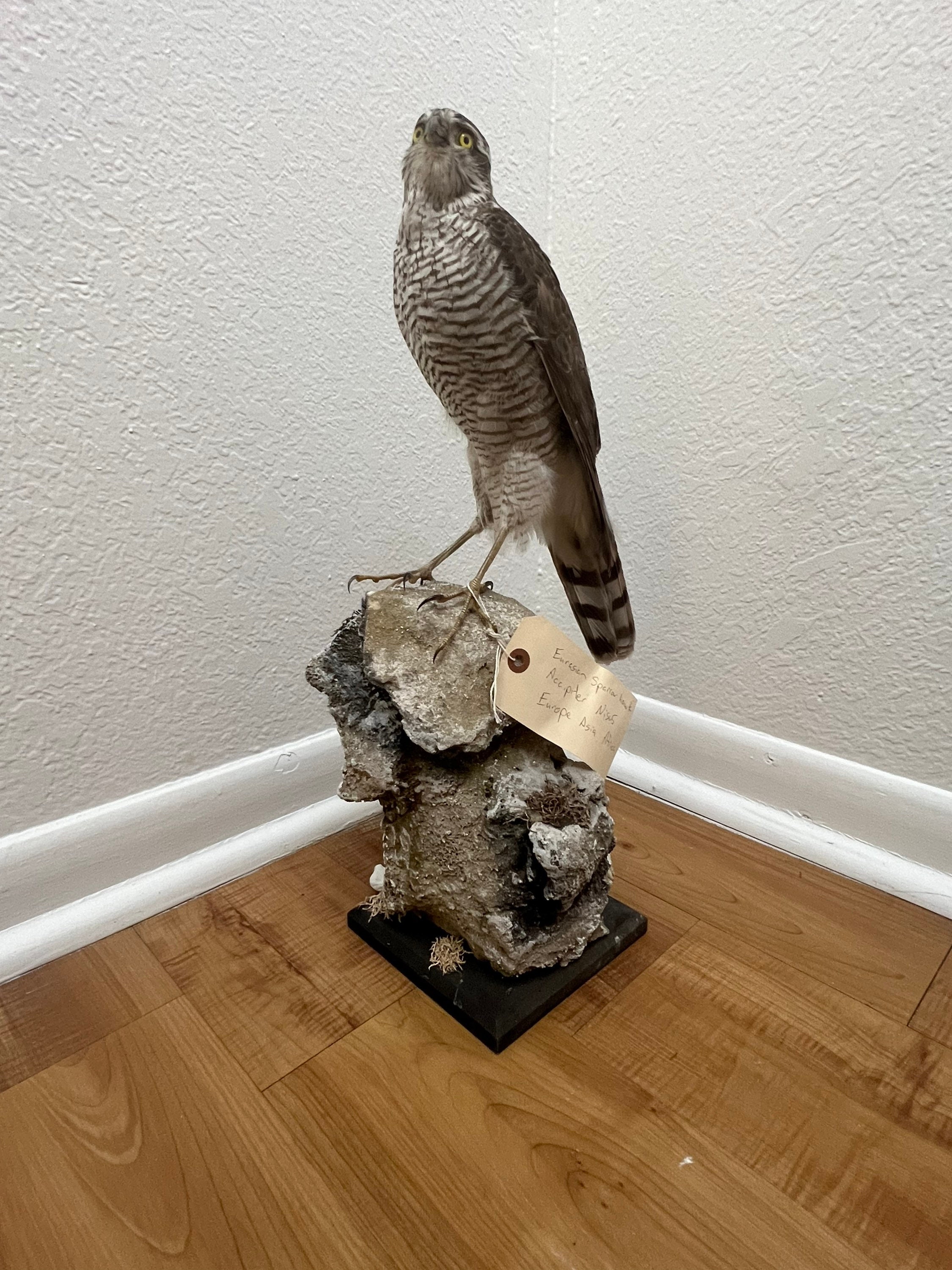 Stunning Eurasian Sparrow Hawk Mount From Asia/europe - Etsy