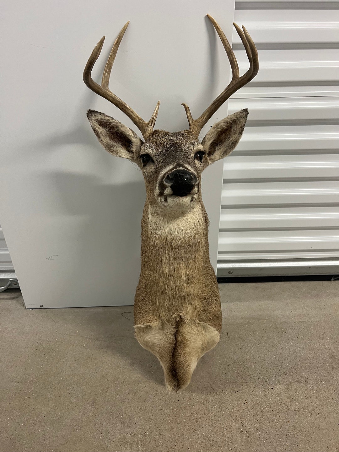 8 PT Whitetail Shoulder Mount - Etsy