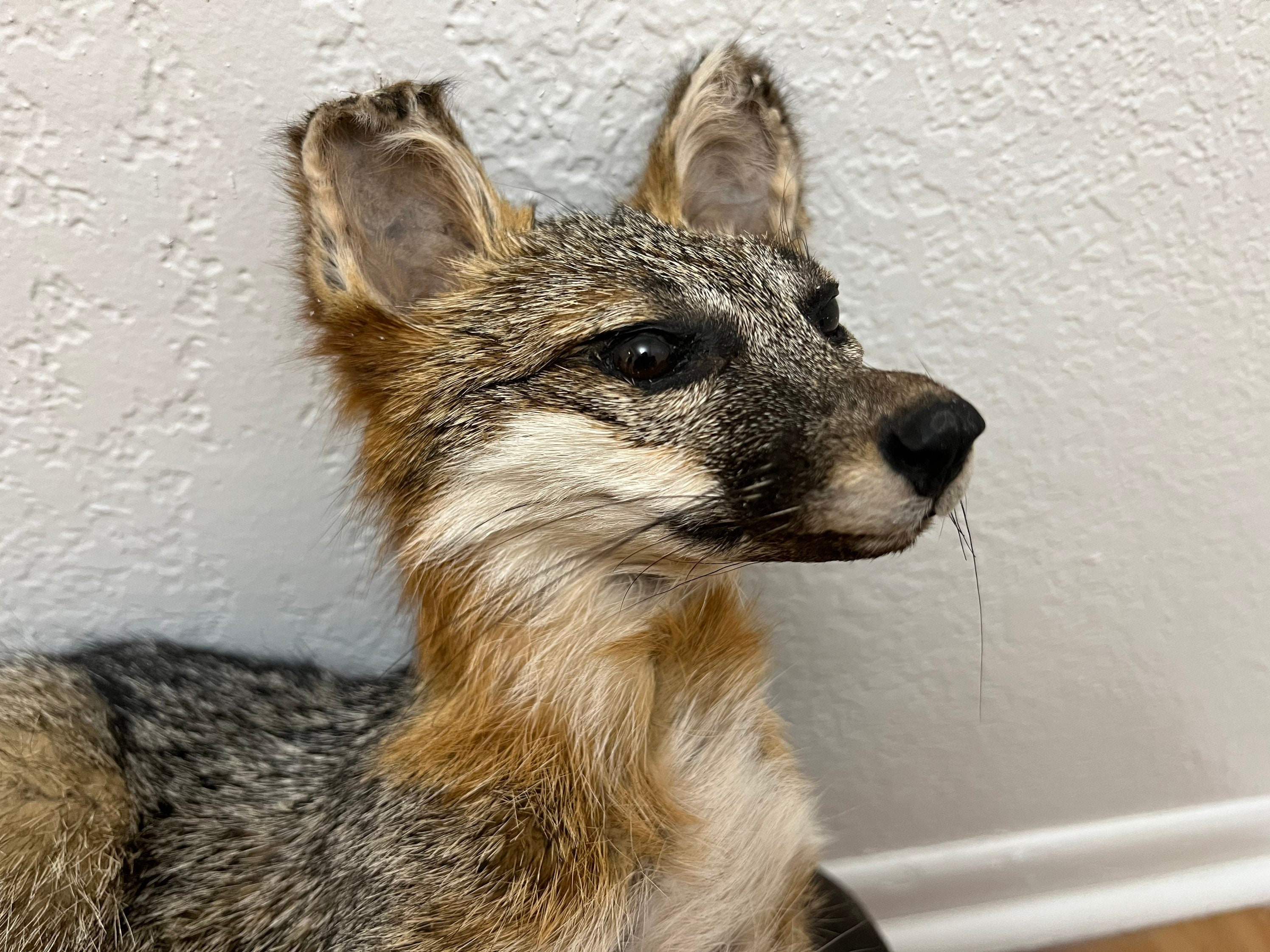 Beautiful Grey Fox Wall Mount - Etsy