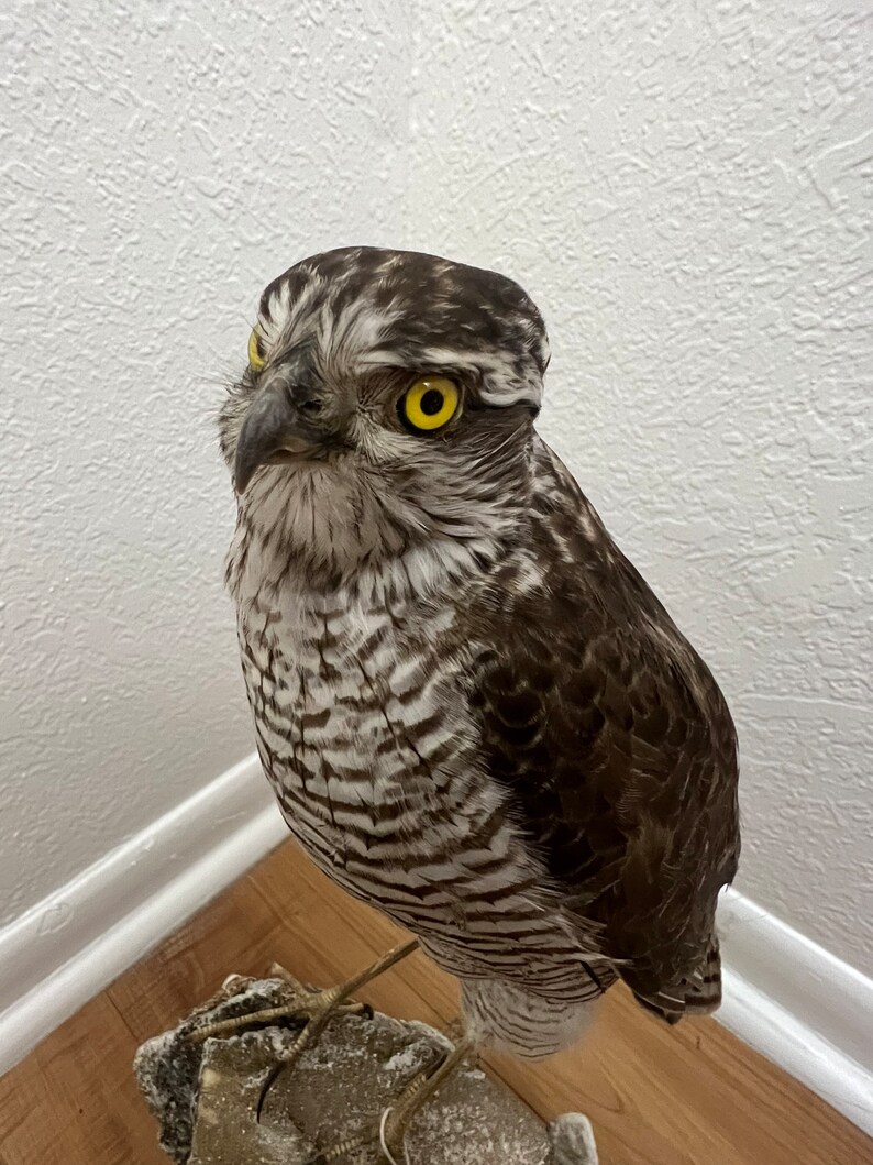 Stunning Eurasian Sparrow Hawk Mount From Asia/europe - Etsy