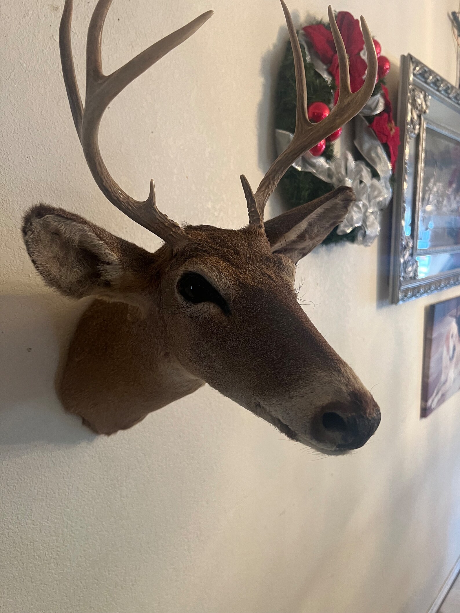 8PT Whitetail Shoulder Mount (long Nose) - Etsy