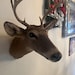 8PT Whitetail Shoulder Mount (long Nose) - Etsy