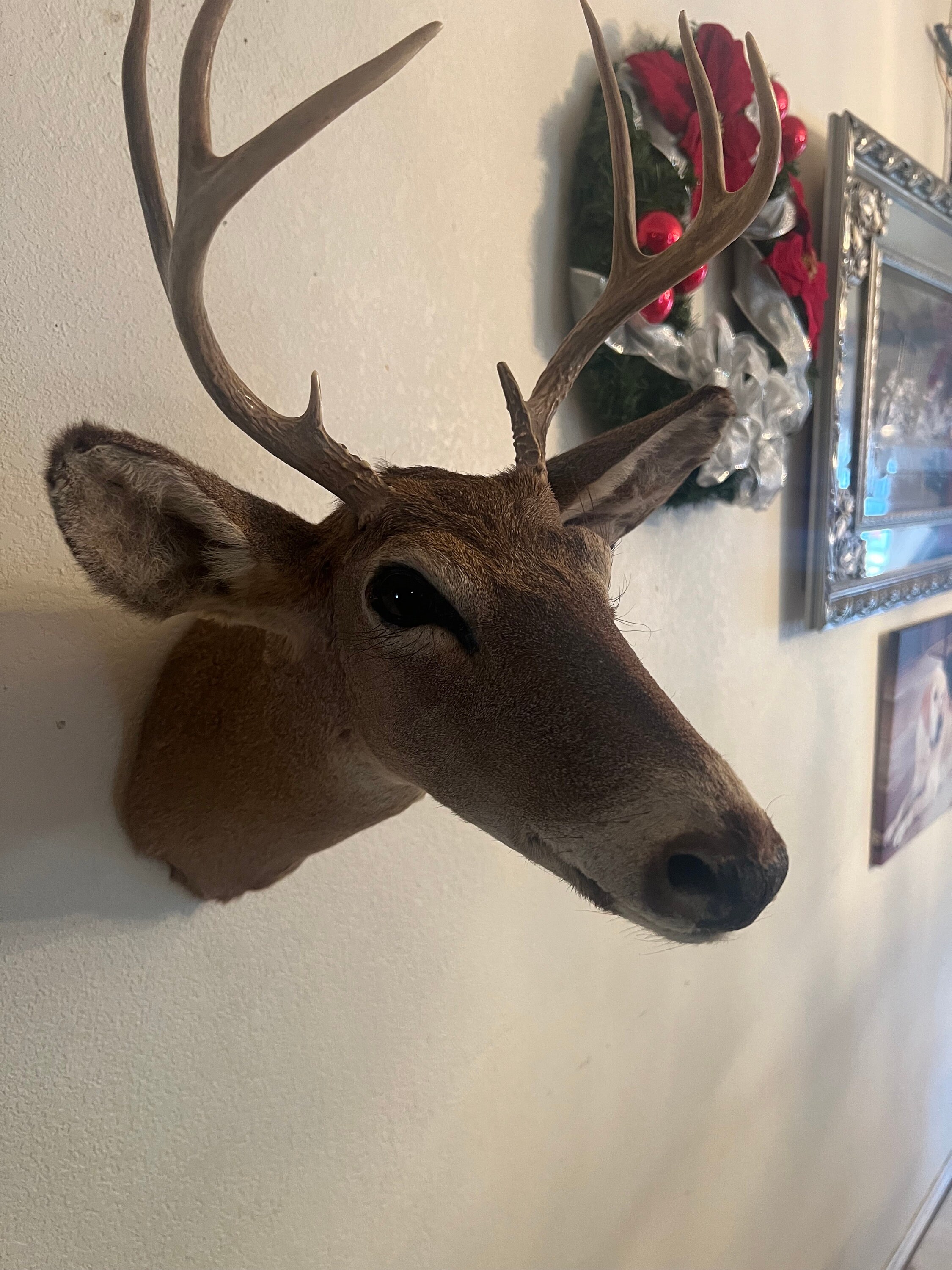 8PT Whitetail Shoulder Mount (long Nose) - Etsy