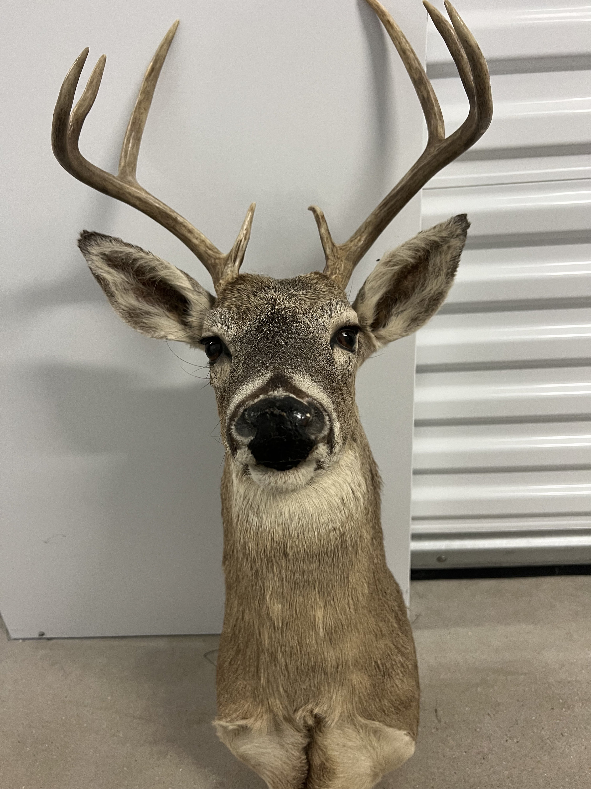 8 PT Whitetail Shoulder Mount - Etsy