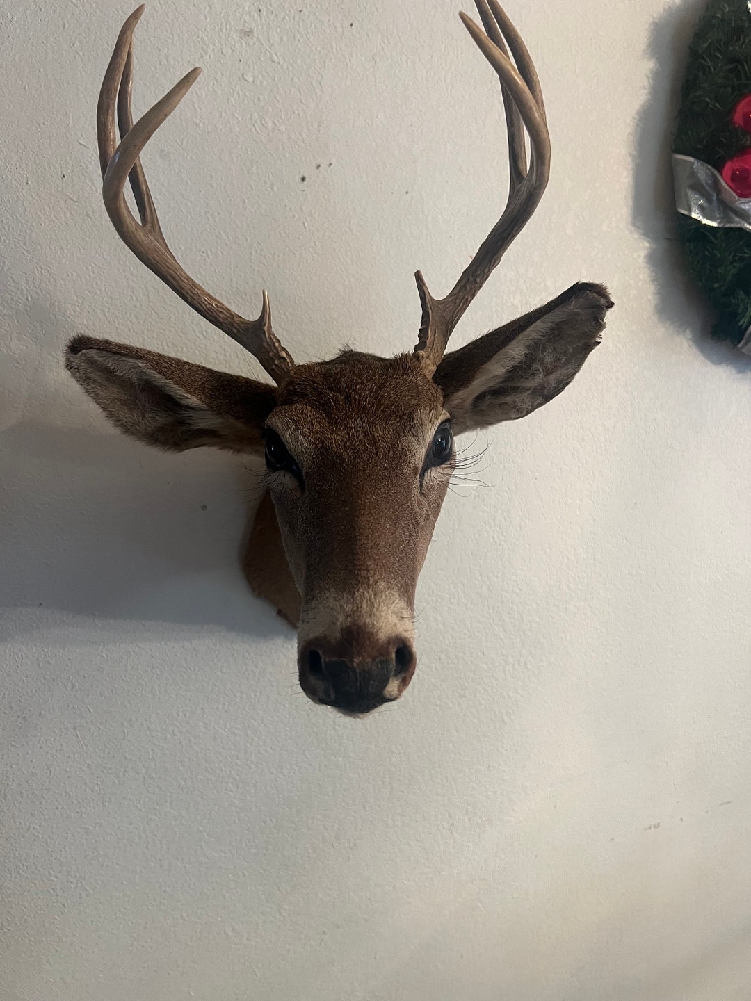 8PT Whitetail Shoulder Mount (long Nose) - Etsy