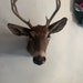 8PT Whitetail Shoulder Mount (long Nose) - Etsy