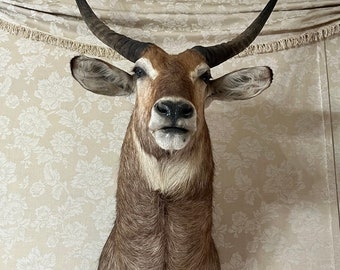 A Unique Vintage Taxidermy South African Steenbok. A Large Adult Male ...