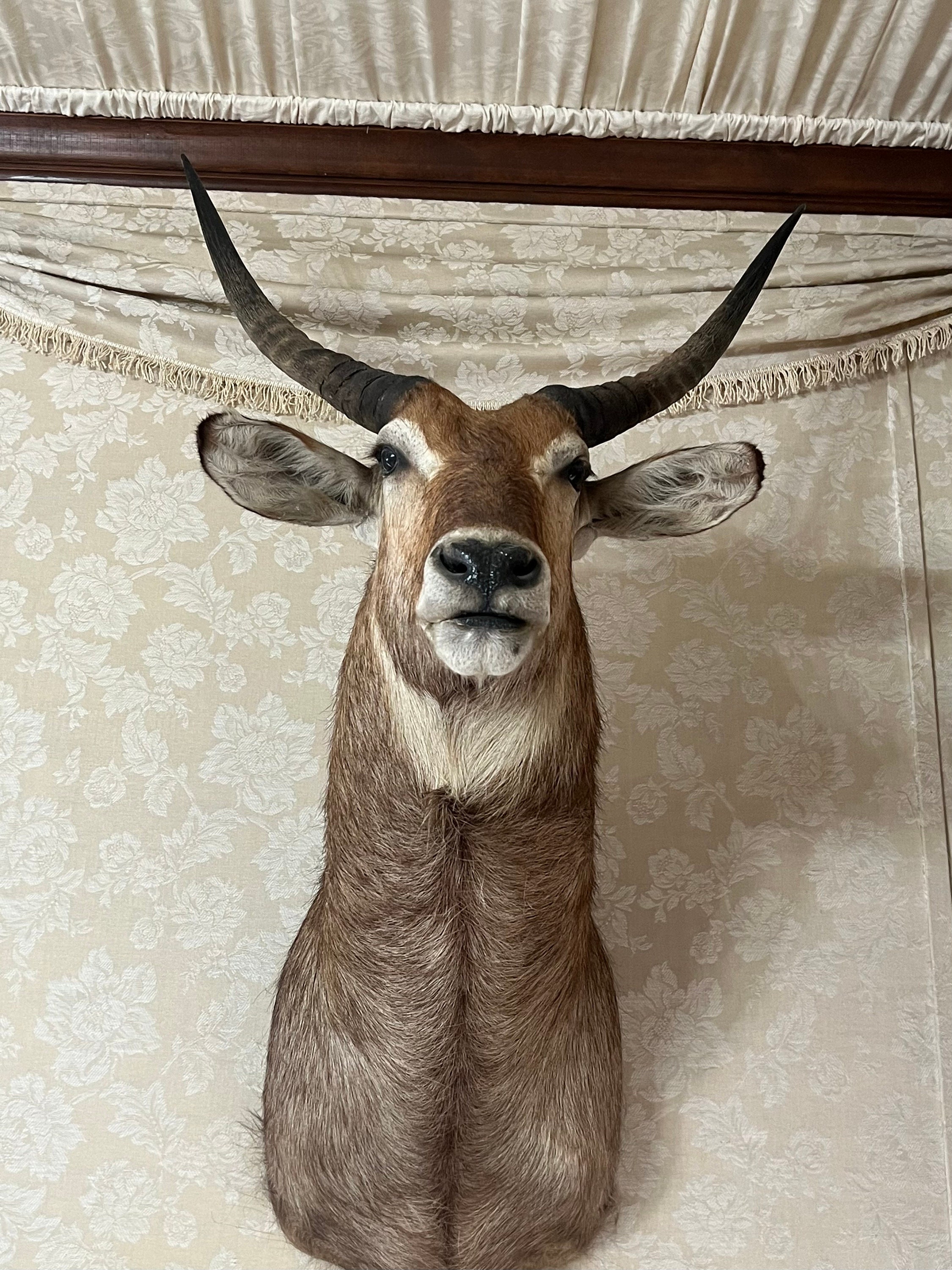 Large African Waterbuck Shoulder Mount - Etsy