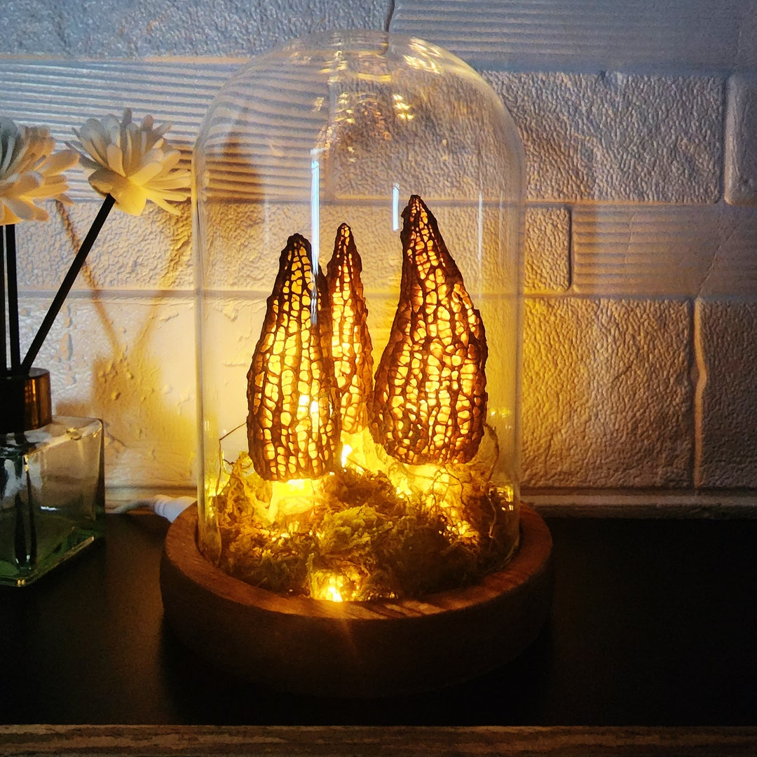 Handmade Morel Mushroom Lamp Wild Mushroom Lamp in a Glass Container ...