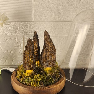 Handmade Morel Mushroom Lamp Wild Mushroom Lamp in a Glass Container ...