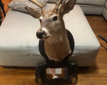 Taxidermy Trophy | Etsy