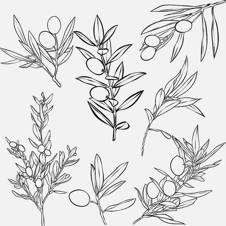 Olive Line Clipart PNG / SVG, Line Art Leaves, Greenery Bundle Clipart ...