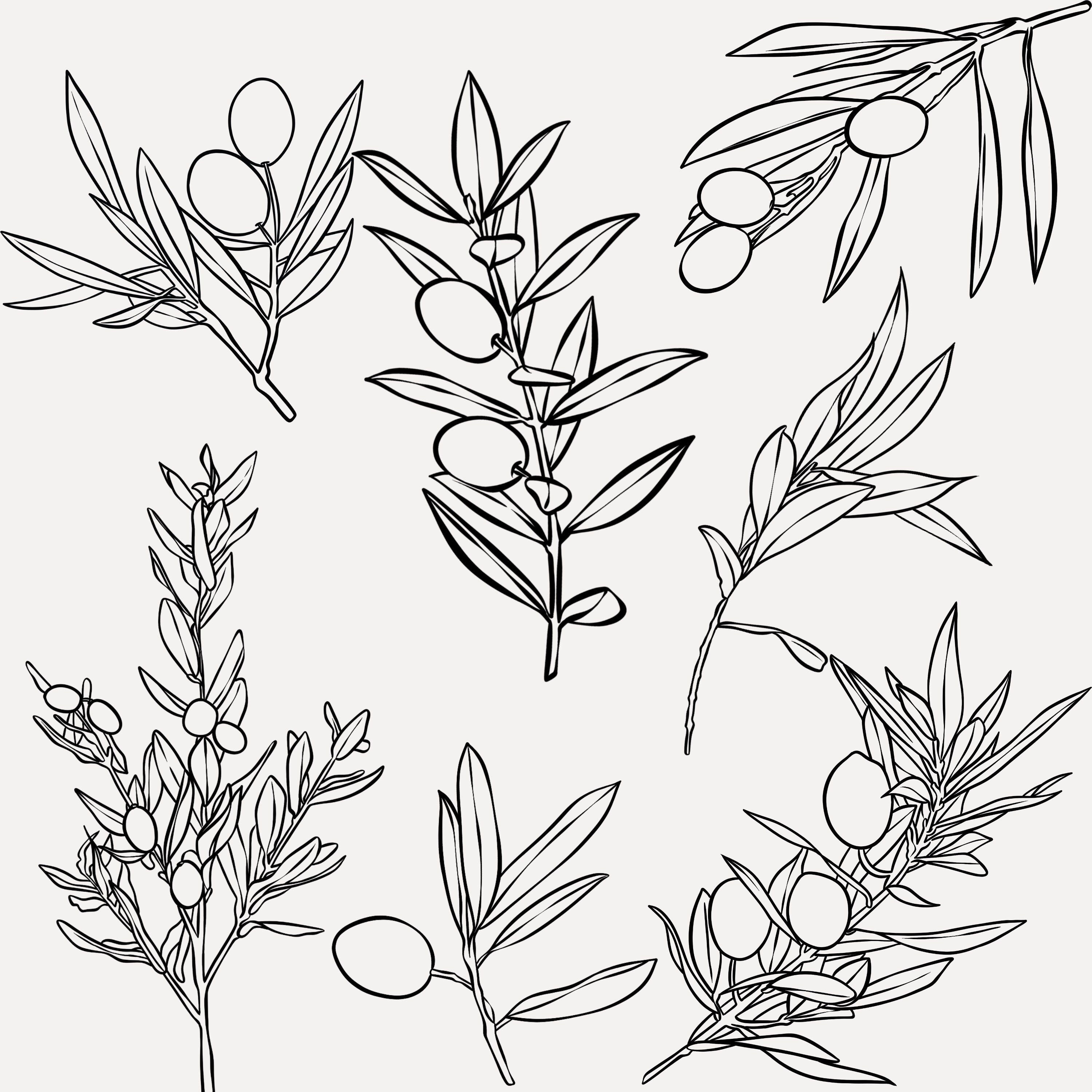 Olive Line Clipart PNG / SVG, Line Art Leaves, Greenery Bundle Clipart ...