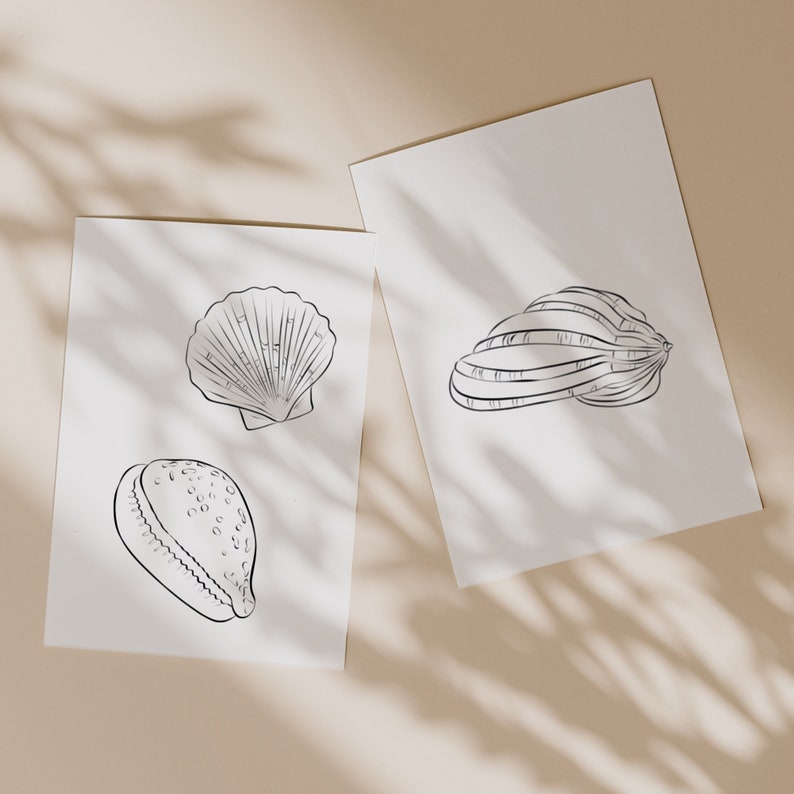 Shell Illustrations | Shell PNG | Sea Life Images | Line Art Clipart ...
