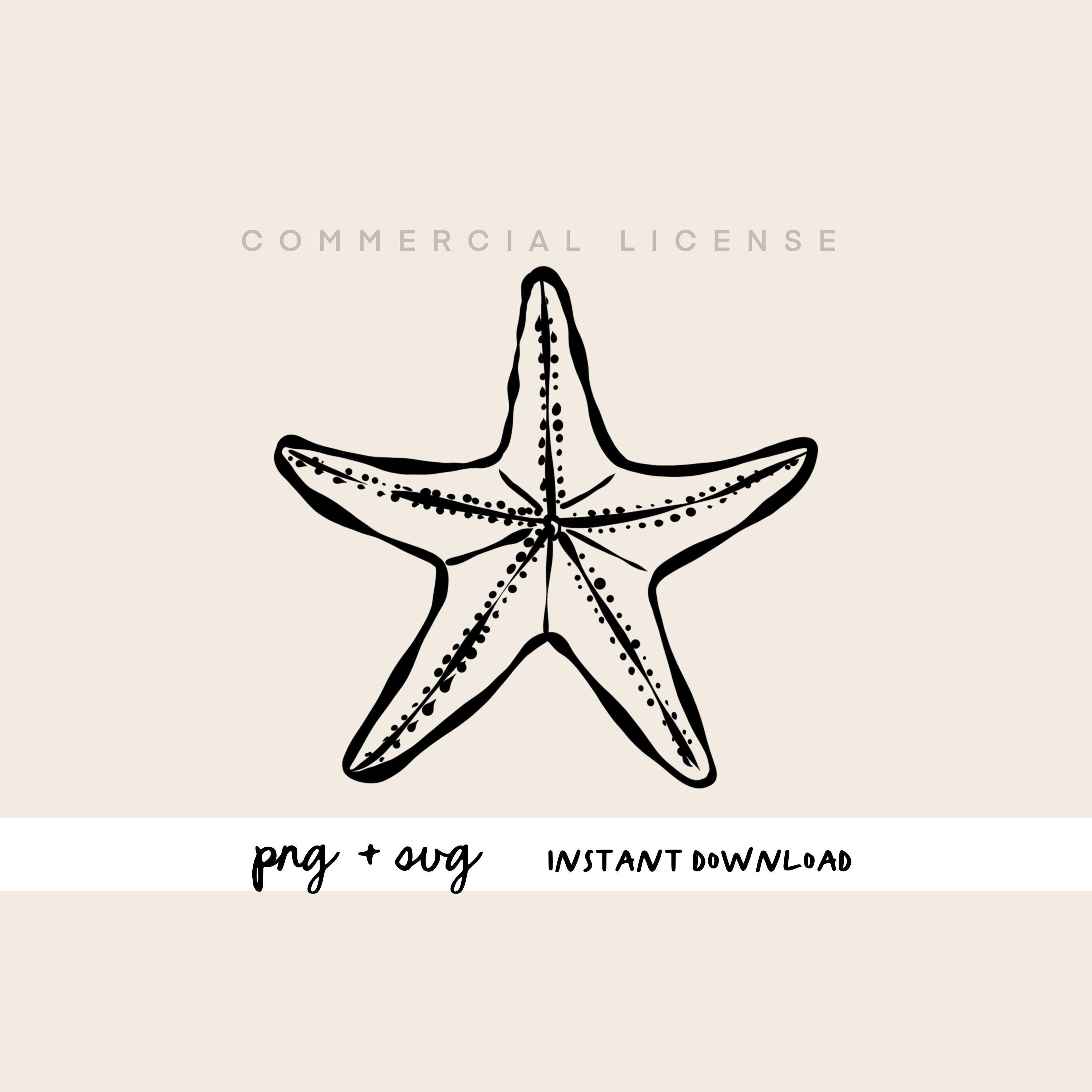 Hand Drawn Beach Shell Line Illustrations Png / Svg, Shell PNG, Beach ...