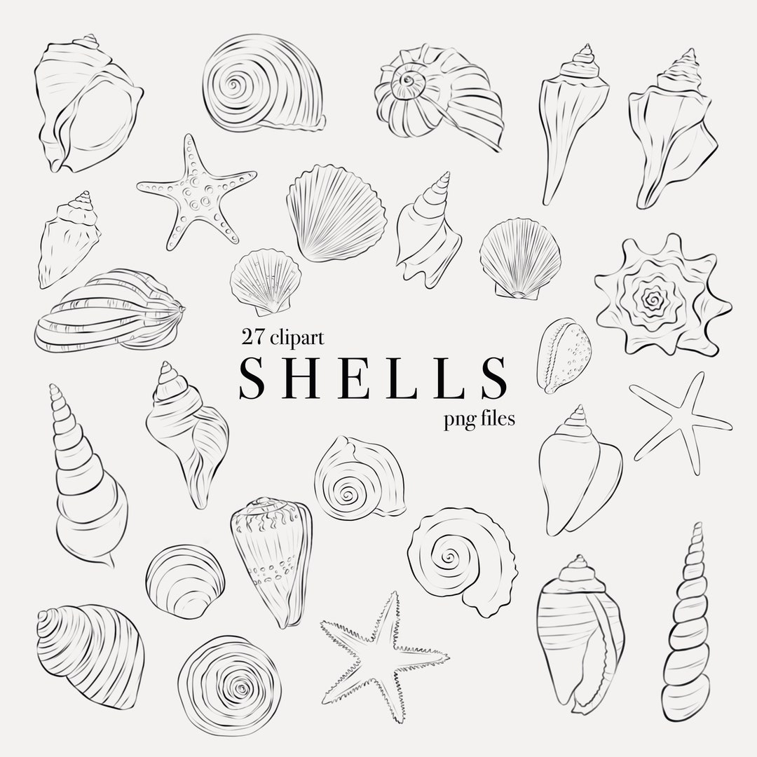 Shell Illustrations | Shell PNG | Sea Life Images | Line Art Clipart ...