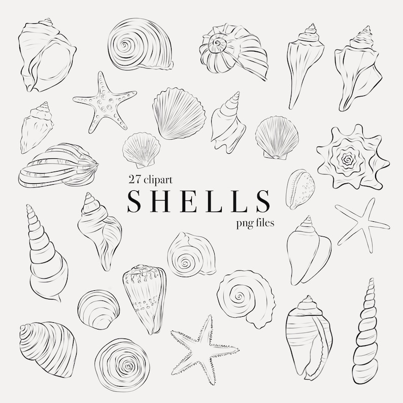 Shell Illustrations | Shell PNG | Sea Life Images | Line Art Clipart ...