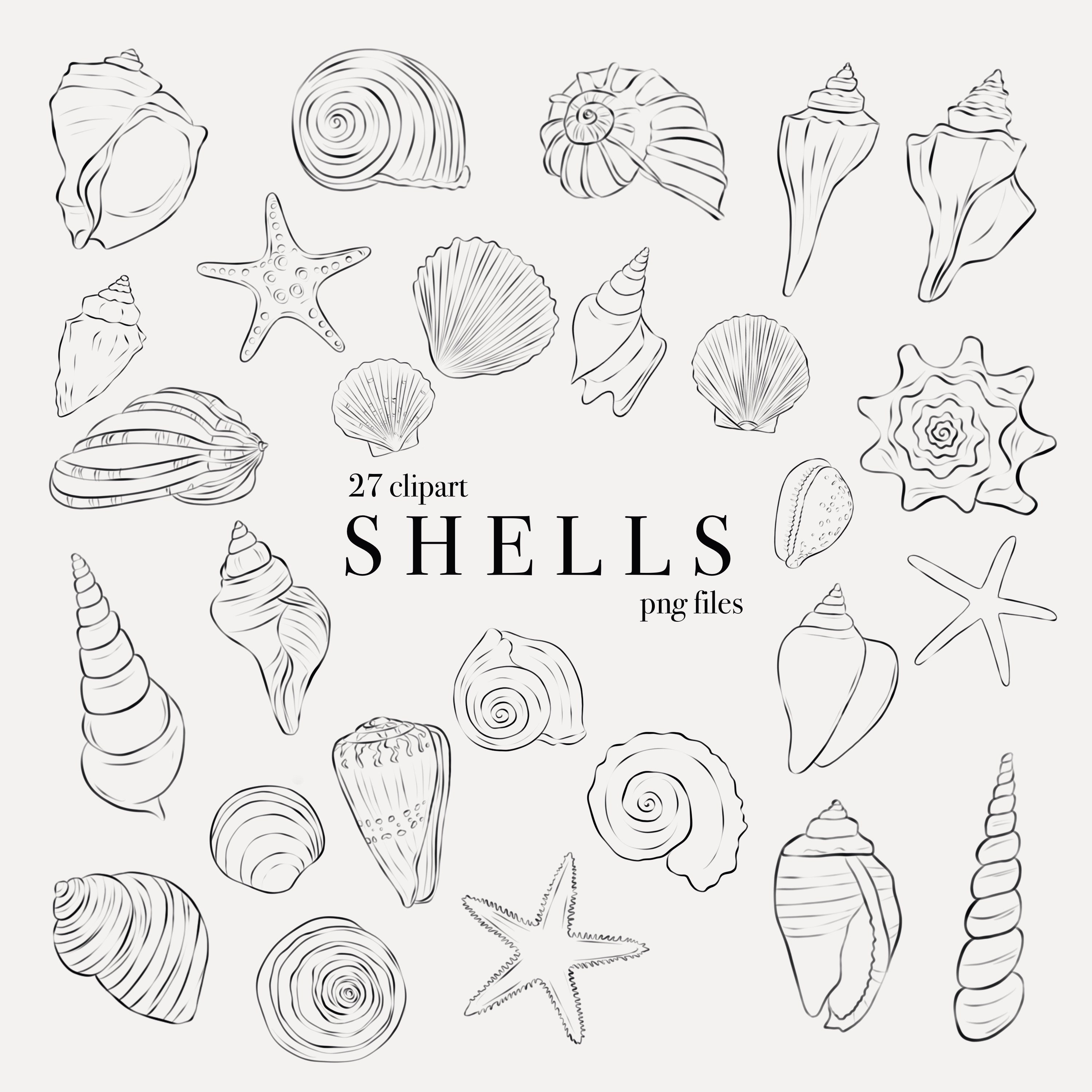Shell Illustrations | Shell PNG | Sea Life Images | Line Art Clipart ...