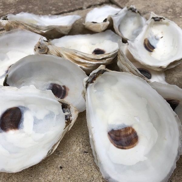 Oyster Shells Bulk - Etsy