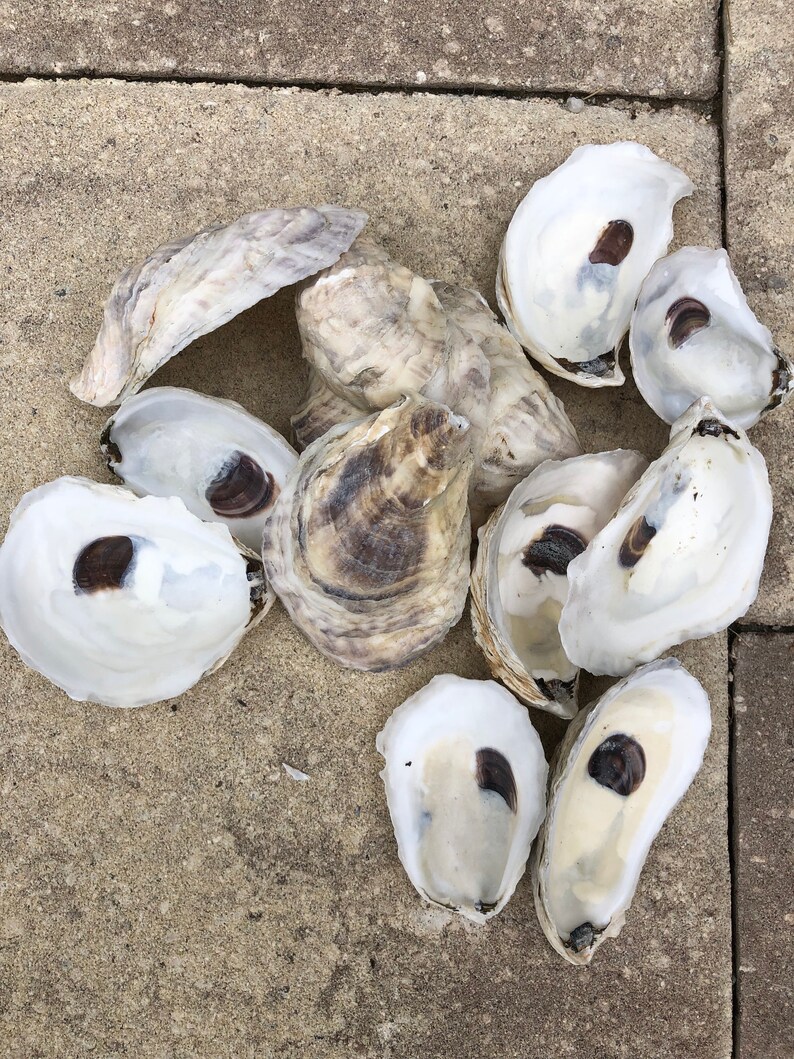 Cup Oyster Shells for Crafting for Home Decor for Gardening for Garden ...