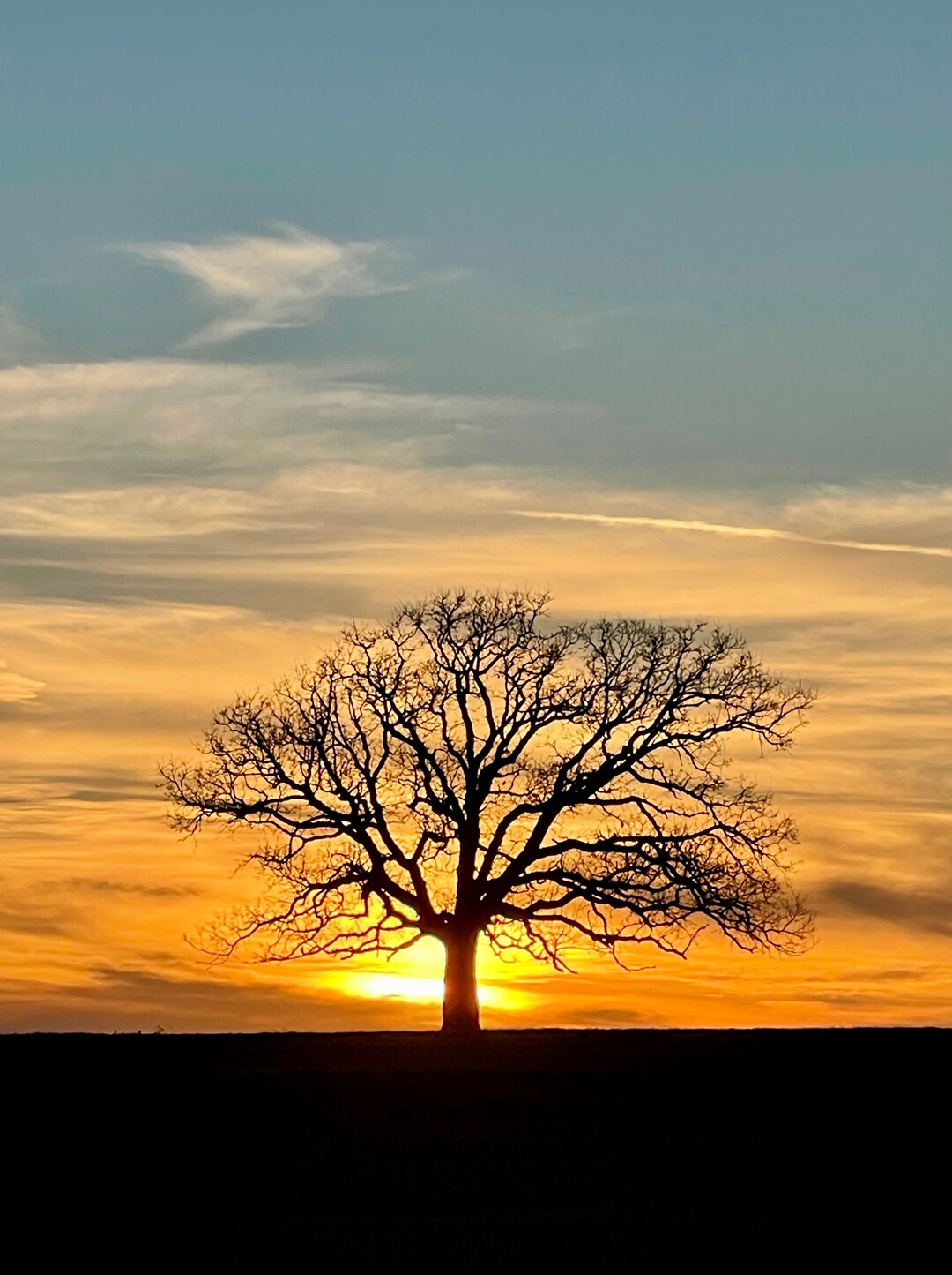 Texas Tree at Sunset - Etsy