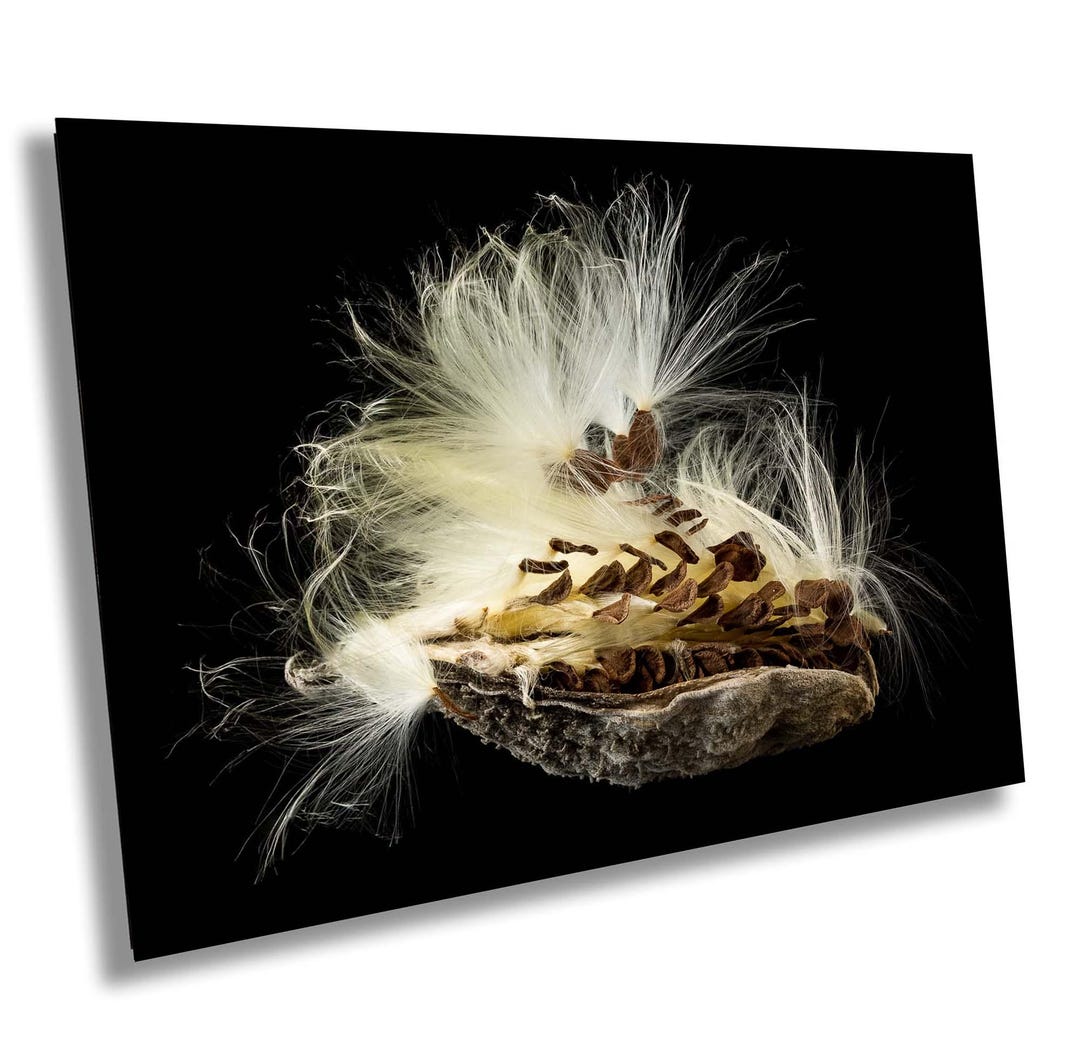 Swamp Milkweed Seed Pod Macro Photo Print – Nature Photography Wall Art ...