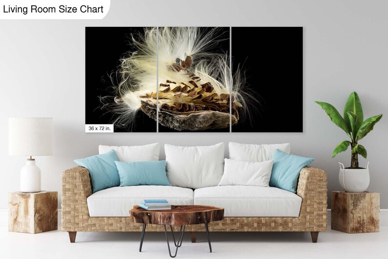 Swamp Milkweed Seed Pod Macro Photo Print – Nature Photography Wall Art ...