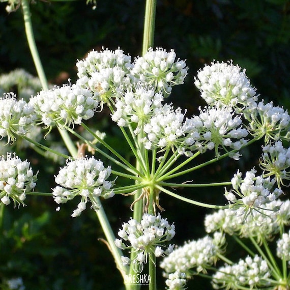 Conium Maculatum Flower
